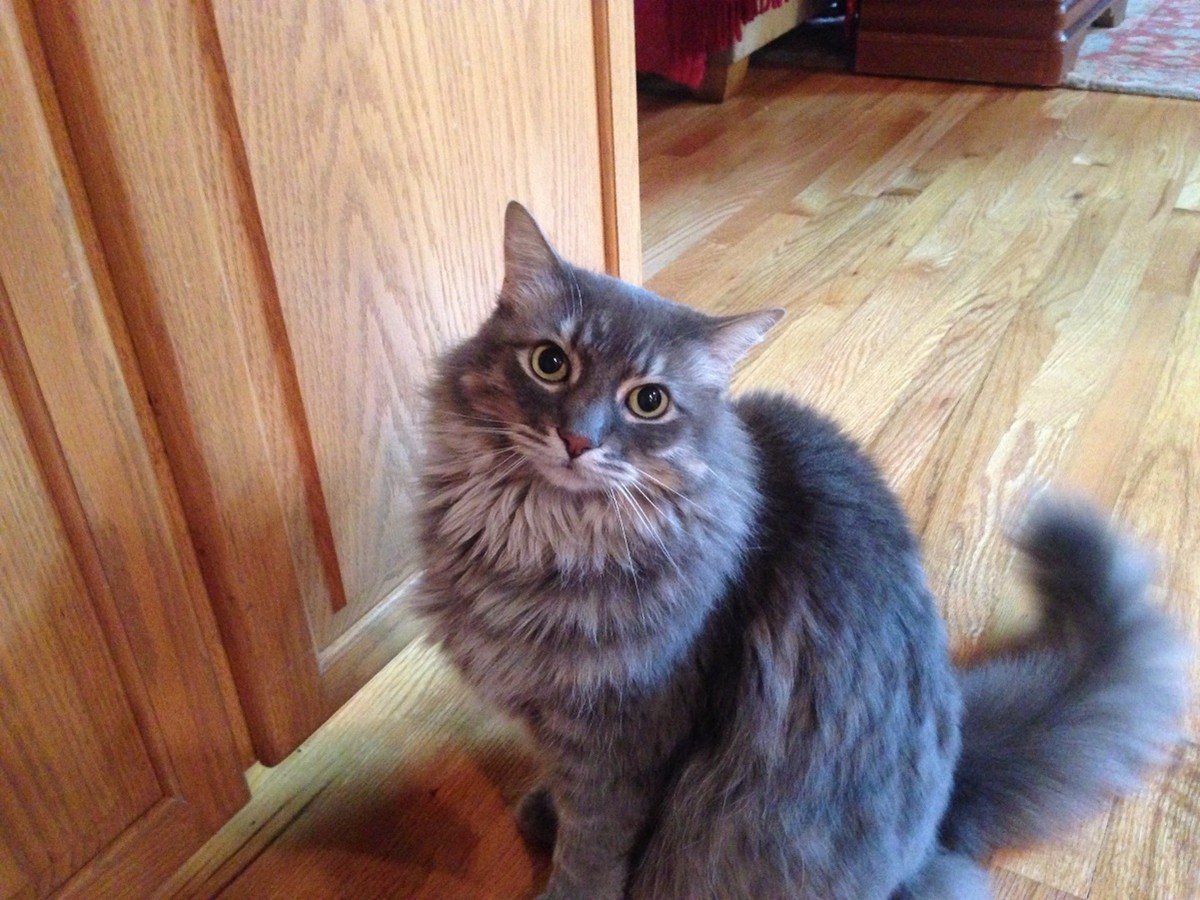 Homeopathy and Cats - National Center for Homeopathy (NCH)