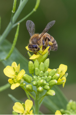 Apis Mellifica Uses & Benefits - NCH Materia Medica