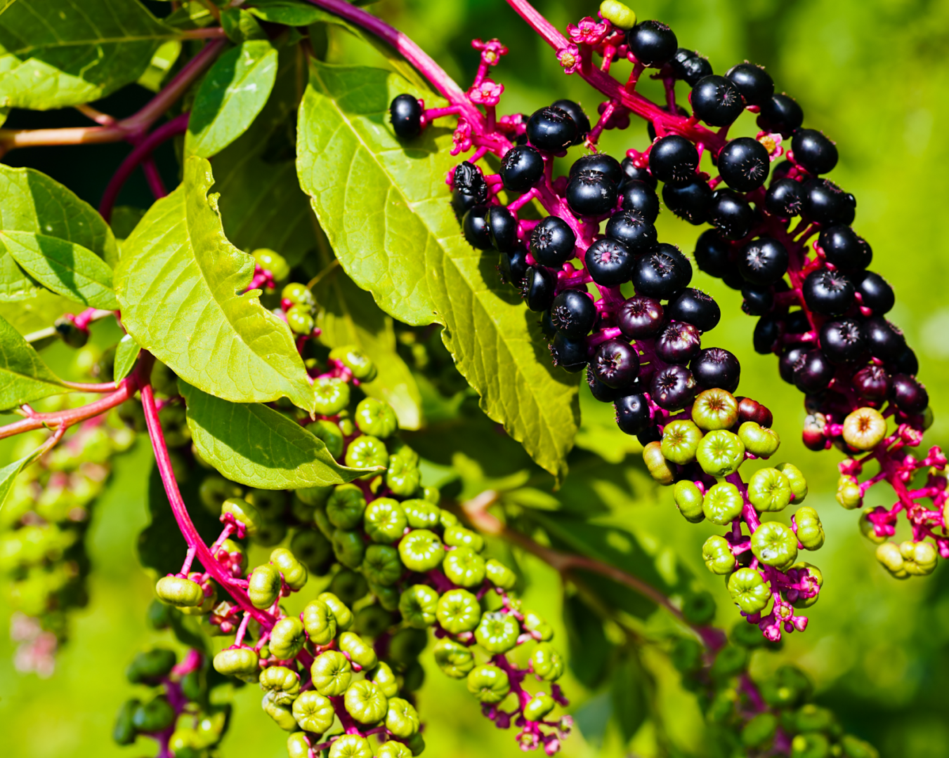 Phytolacca - National Center for Homeopathy (NCH)