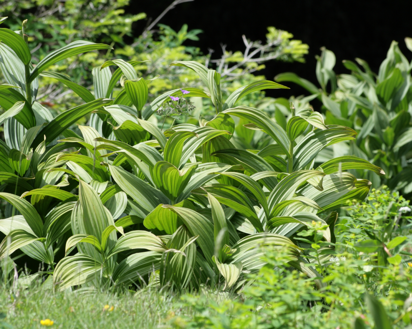 Veratrum album - National Center for Homeopathy (NCH)