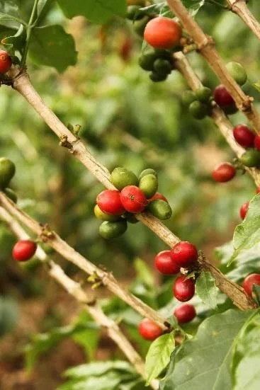 Coffea Cruda Remedy - National Center For Homeopathy