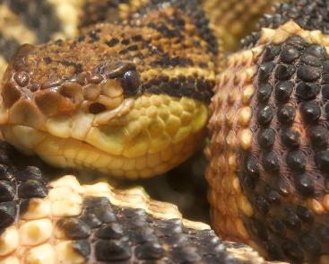 Lachesis - National Center for Homeopathy (NCH)