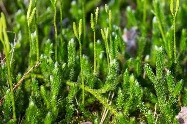 Lycopodium - National Center for Homeopathy (NCH)