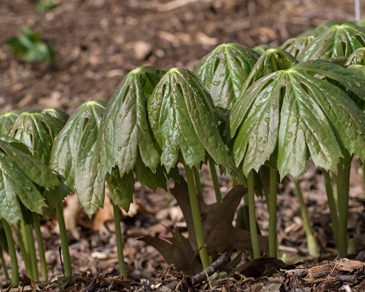 Podophyllum - National Center for Homeopathy (NCH)
